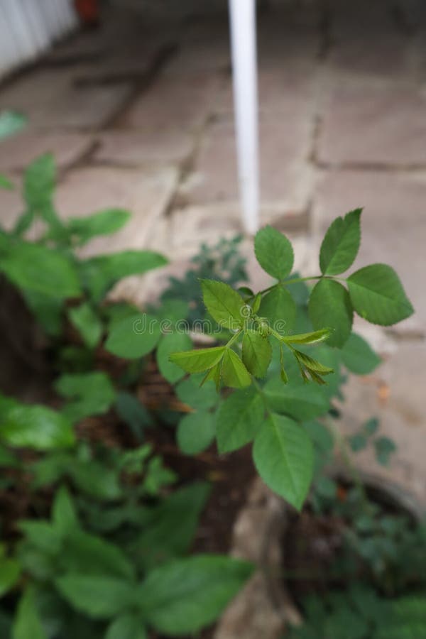 Button Rose Plant Leaves. this Plant Has Very Sharp Leaves and Stem. it ...