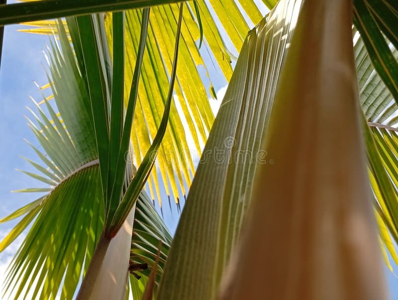 From the Button Young Coconut Tree Stock Image - Image of showing ...