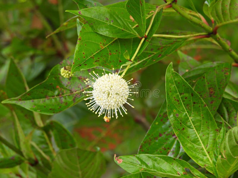 Buttonbush (Cephalanthus Occidentalis) Stock Photo - Image of nature ...