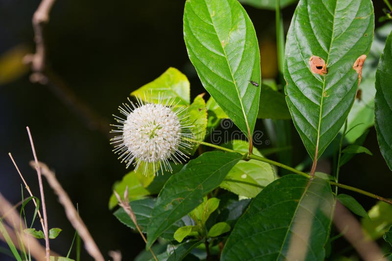 Buttonbush (Cephalanthus Occidentalis) Stock Photo - Image of ...