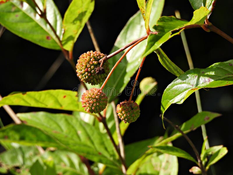Buttonbush (Cephalanthus Occidentalis) Stock Photo - Image of plant ...
