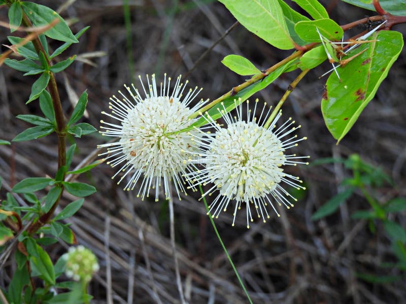 Buttonbush (Cephalanthus Occidentalis) Stock Image - Image of ...