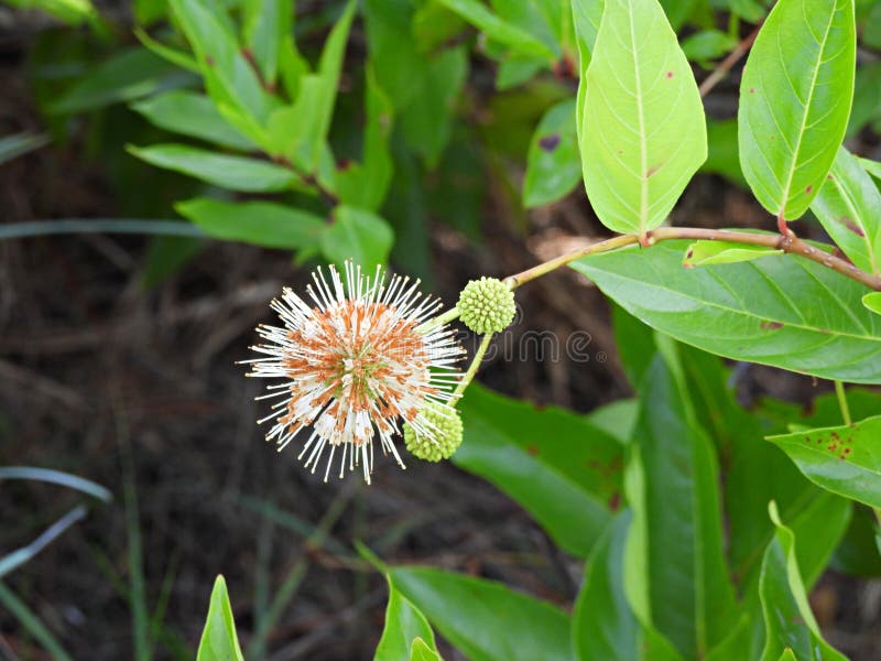 Buttonbush (Cephalanthus Occidentalis) - Cluster of Flowers in Florida ...