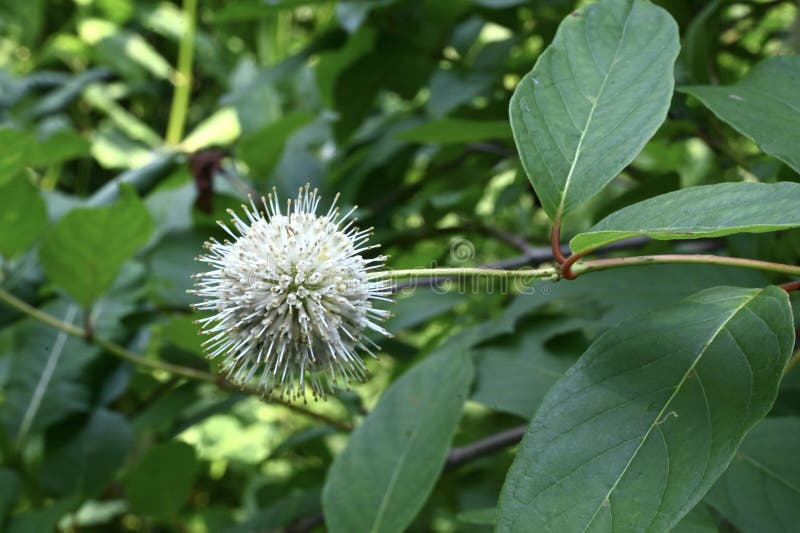 Buttonbush Flower stock image. Image of bush, globular - 223913027