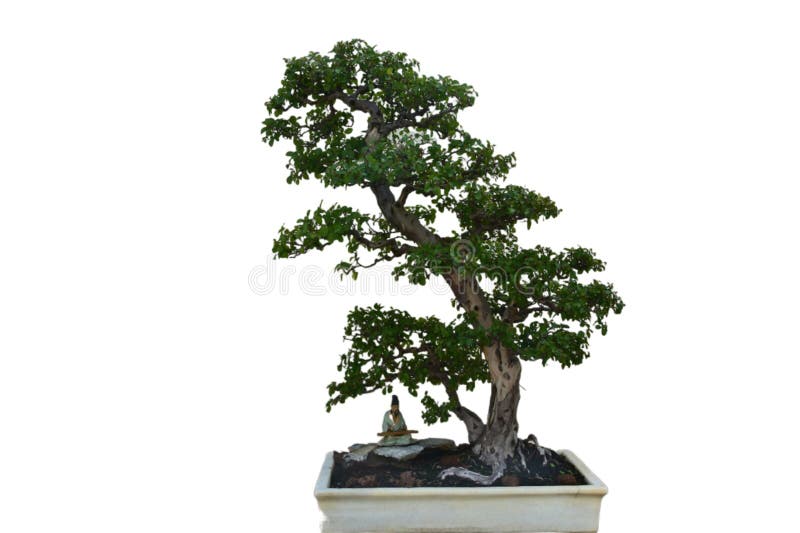 Buttonwood Bonsai Tree Shaped Trimmed and Sculpted Stock Photo - Image ...