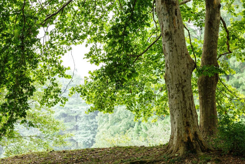 Buttonwood lush growth stock image. Image of forest, bright - 65217967