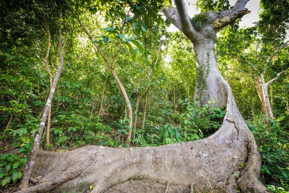 Buttress Root stock photo. Image of rainforest, dense - 69894872