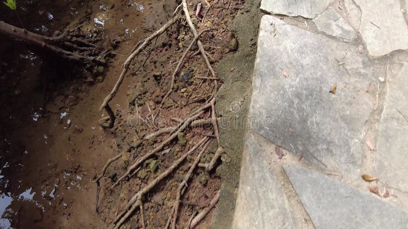 Buttress Root Plank Wide Grow Stock Video - Video of shallow, large ...