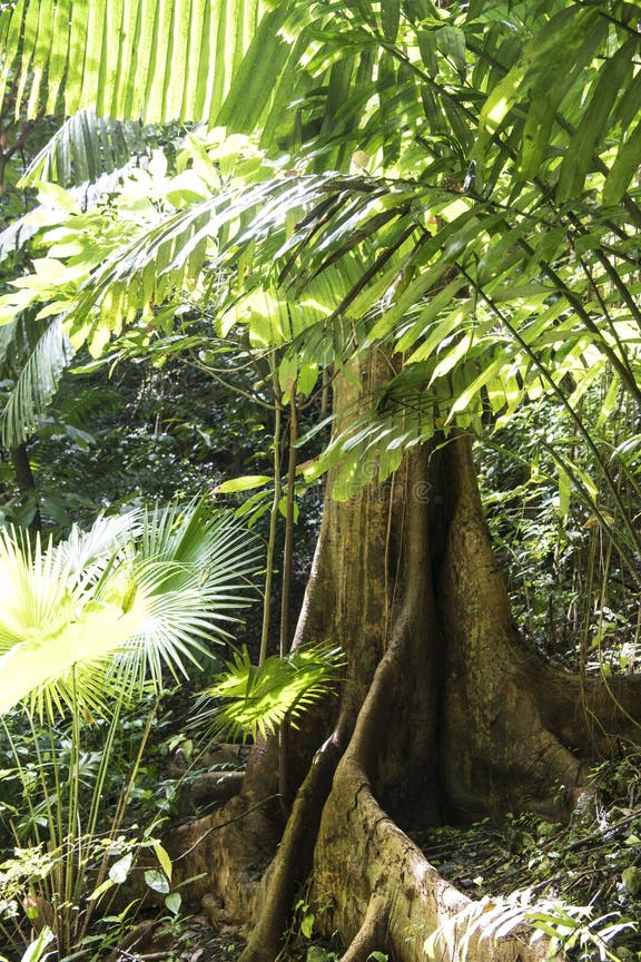 Buttress Root in Rainforest Stock Image - Image of barbados, root ...