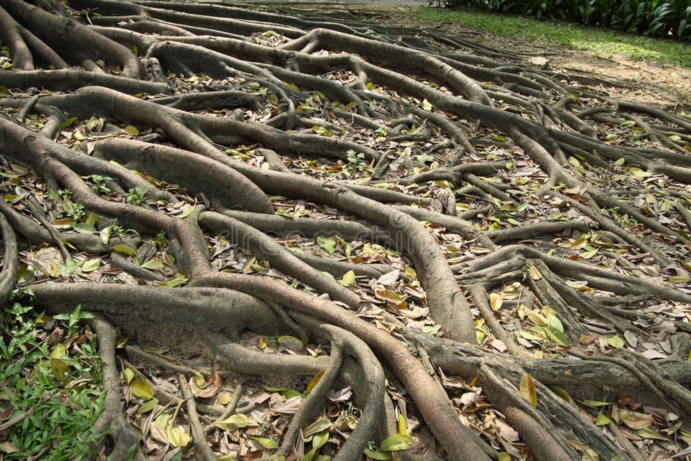 Buttress Root tree stock image. Image of light, jungle - 18239631