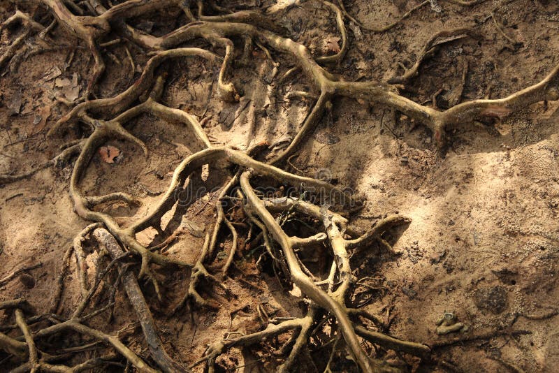 Buttress Root tree stock photo. Image of branch, fall - 24430316