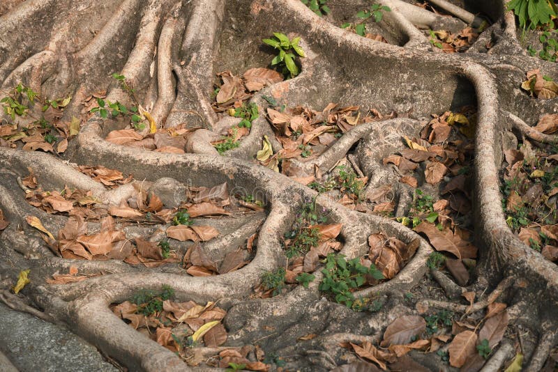 Buttress Root in Tree stock image. Image of fall, nature - 173476571