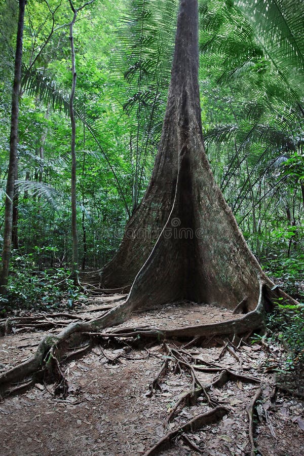 Buttress root tree stock image. Image of enormous, nature - 34796883