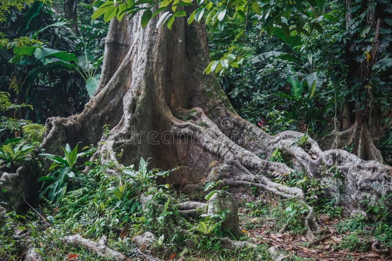 Buttress Roots in Bogor Botanical Garden Stock Image - Image of ...
