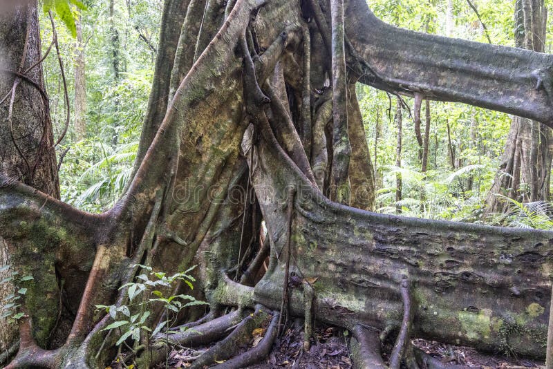 Buttress Roots stock photo. Image of australia, forest - 267263374