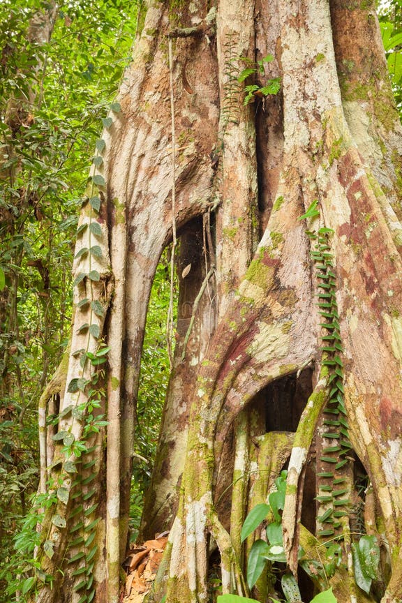 Buttress Tree Roots in Rainforest Stock Photo - Image of wood, roots ...