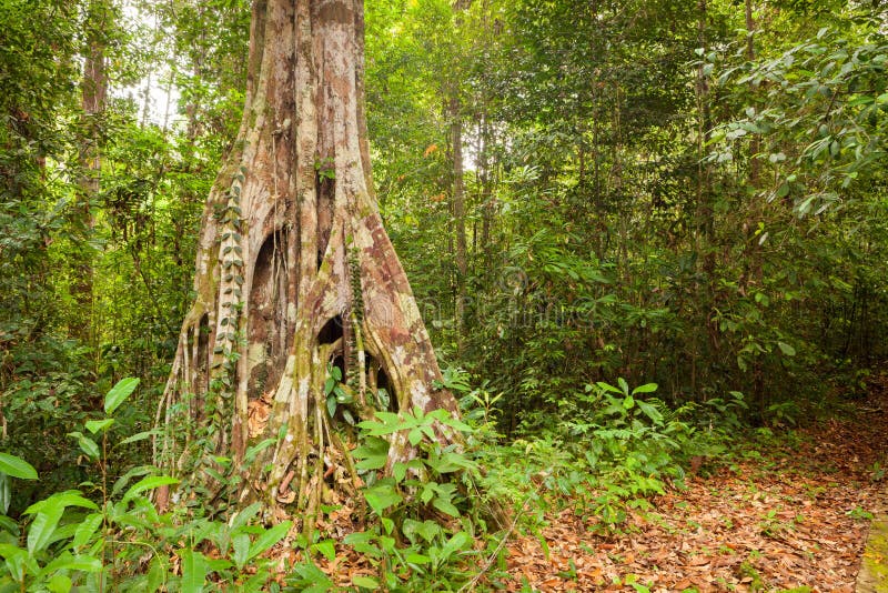 Buttress Tree Roots in Rainforest Stock Image - Image of vegetation ...