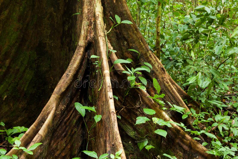 Buttress Tree Roots in Rainforest Stock Photo - Image of huge, malaysia ...
