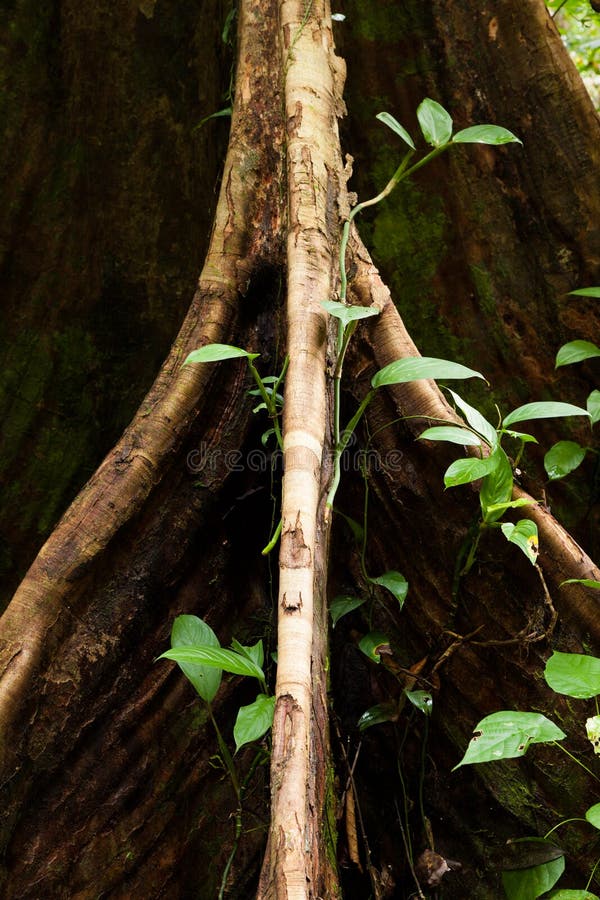 Buttress Tree Roots in Rainforest Stock Photo - Image of closeup, trunk ...