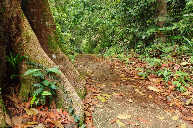 Buttress Tree Roots in Rainforest Stock Photo - Image of roots, leaves ...