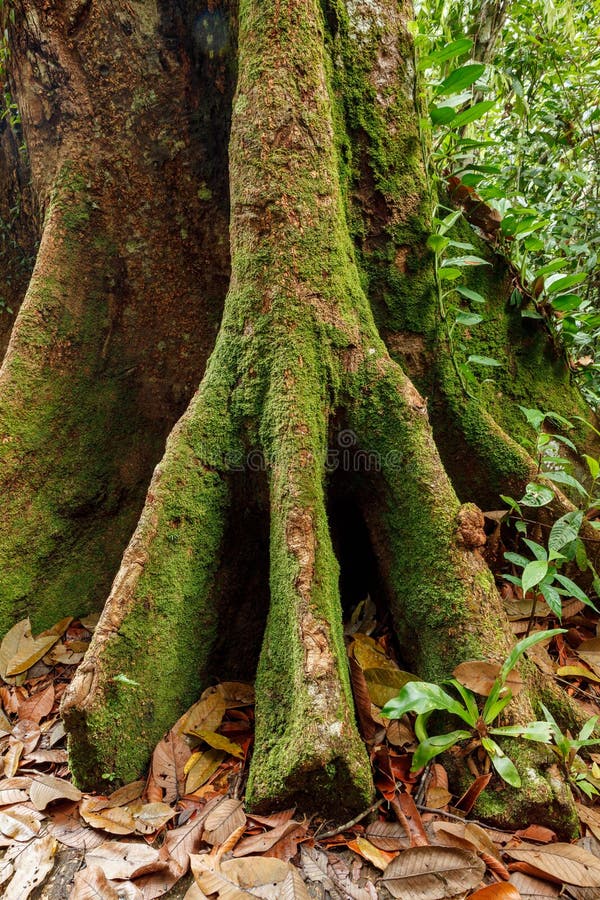 Buttress Tree Roots in Rainforest Stock Image - Image of wood ...