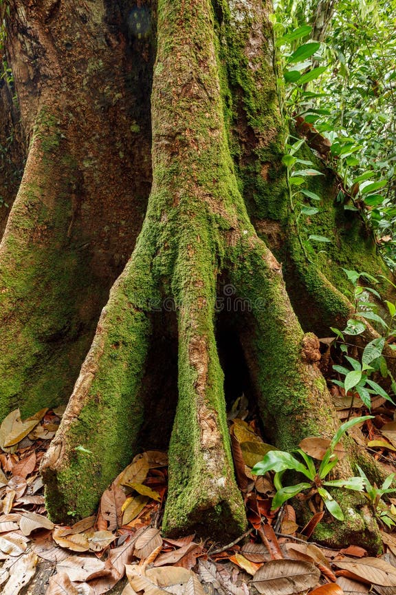 Buttress Tree Roots in Rainforest Stock Image - Image of wood ...