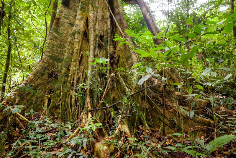 Buttress Tree Roots in Rainforest Stock Image - Image of vine, buttress ...