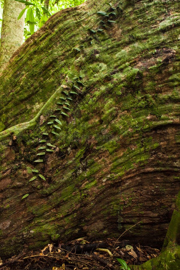 Buttress Tree Roots in Rainforest Stock Image - Image of borneo, huge ...