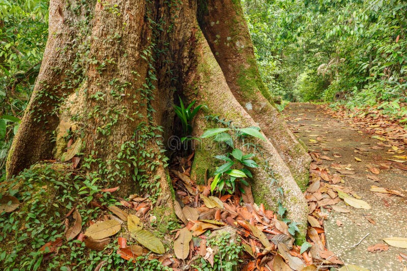 Buttress Tree Roots in Rainforest Stock Photo - Image of malaysia ...