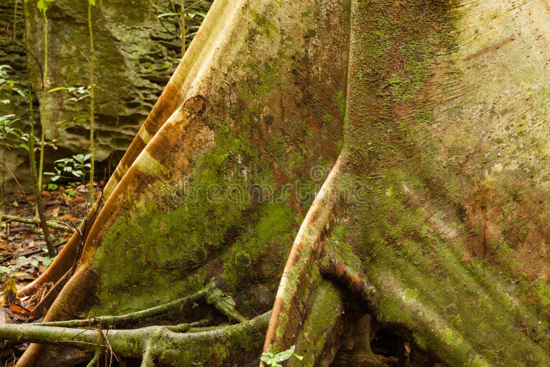 Buttress Tree Roots in Rainforest Stock Photo - Image of forest ...