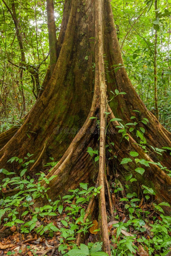 Buttress Tree Roots in Rainforest Stock Photo - Image of bark, lush ...