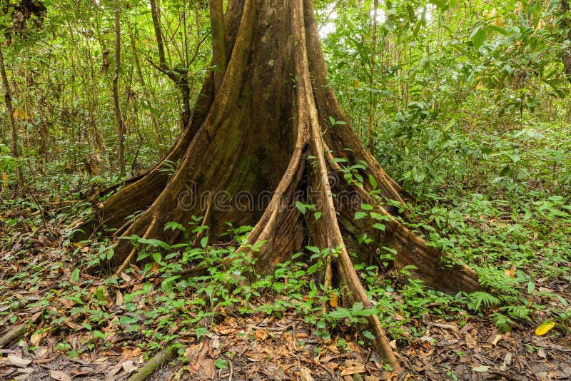 Buttress Tree Roots in Rainforest Stock Photo - Image of verdant, vine ...