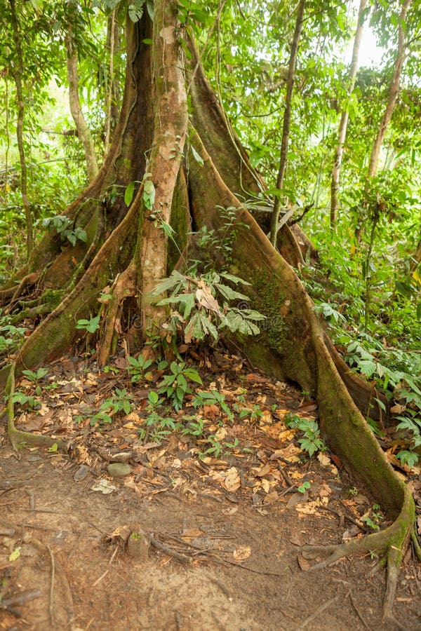 Buttress Tree Roots in Rainforest Stock Image - Image of understory ...