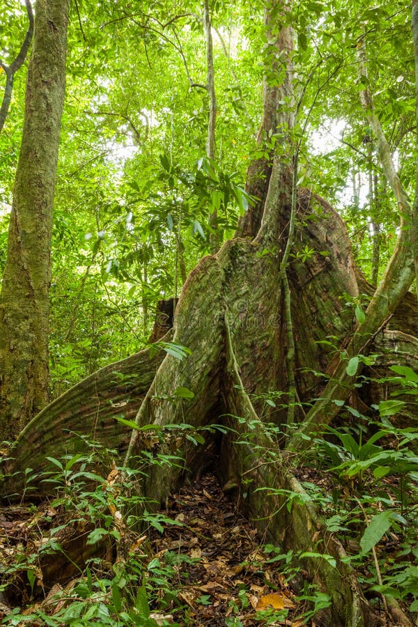Buttress Tree Roots in Rainforest Stock Photo - Image of huge, malaysia ...