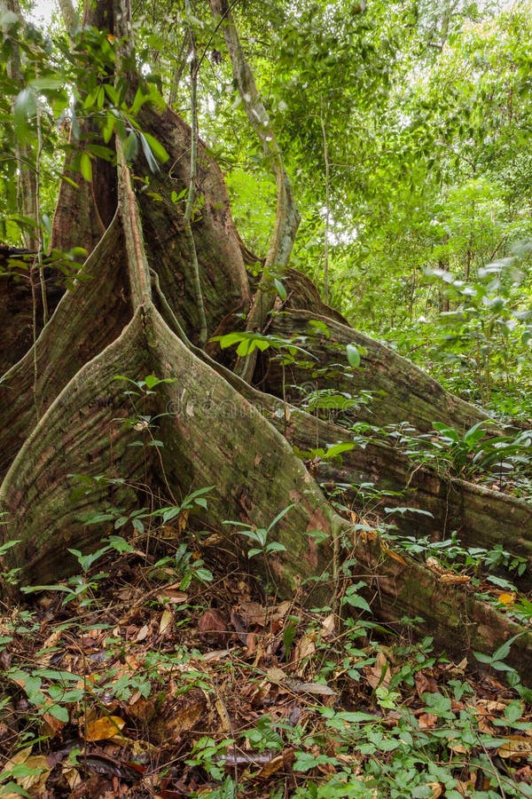 Buttress Tree Roots in Rainforest Stock Photo - Image of bark ...