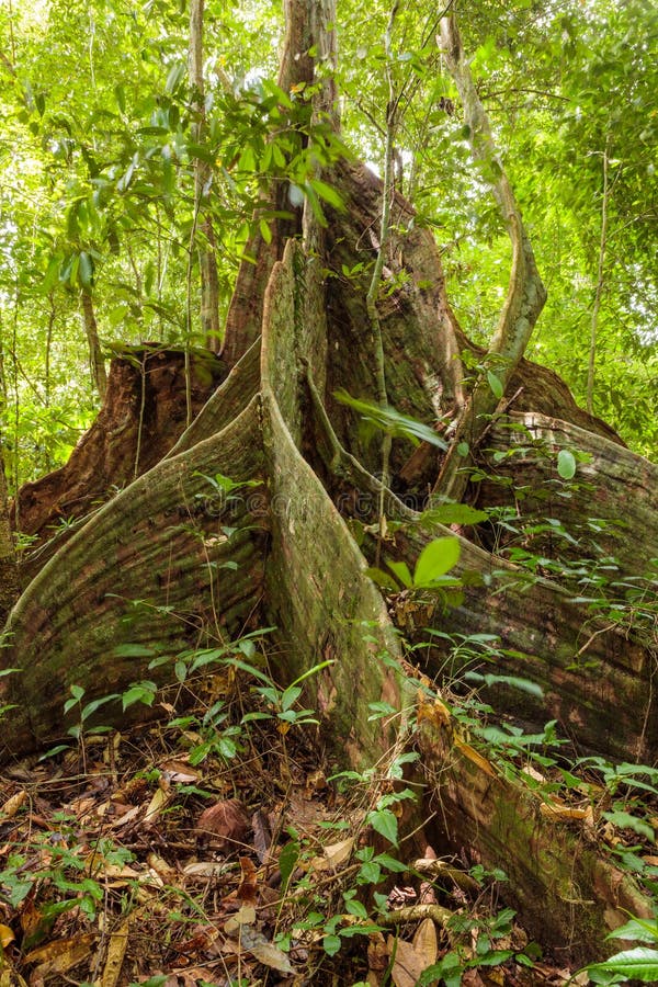 Buttress Tree Roots in Rainforest Stock Photo - Image of bark, exotic ...