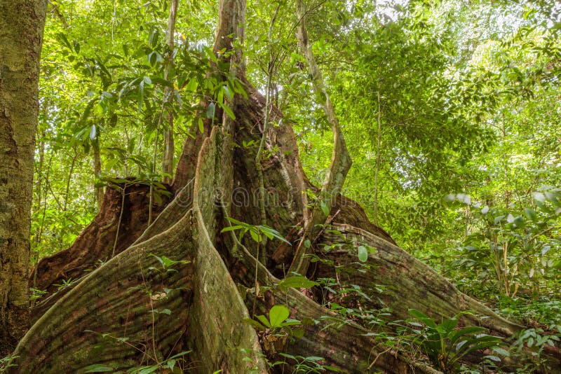 Buttress Tree Roots in Rainforest Stock Image - Image of asia ...