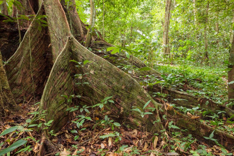 Buttress Tree Roots in Rainforest Stock Photo - Image of environment ...