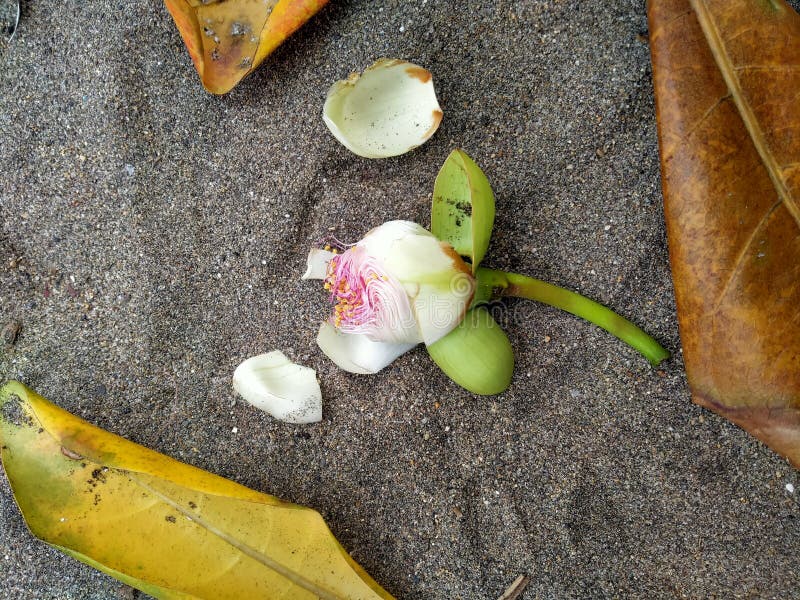 Butun or Keben is a Type of Tree that Grows on the Beaches of the ...