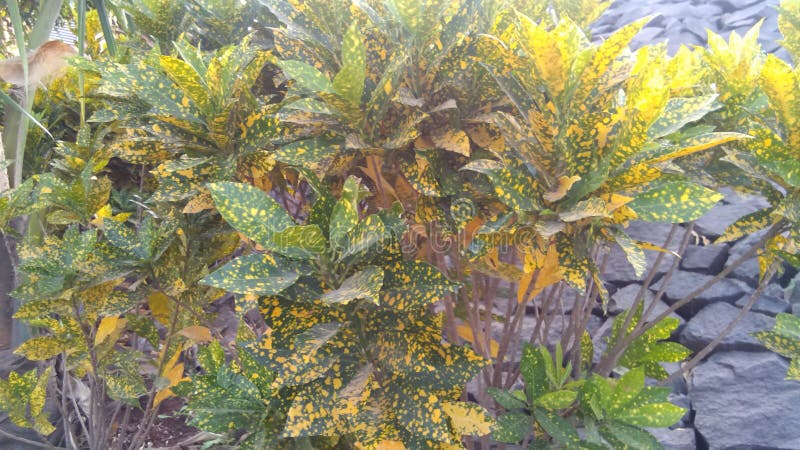 Buty of nature stock image. Image of trees, background - 136508083