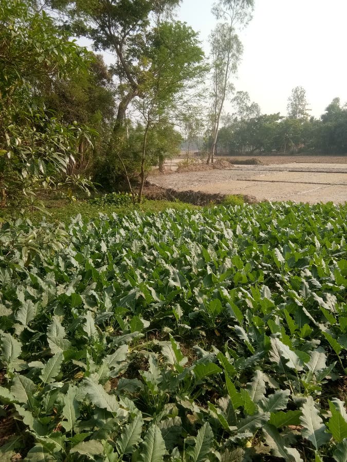 Buty of Nature stock image. Image of nature, buty, nice - 135205961