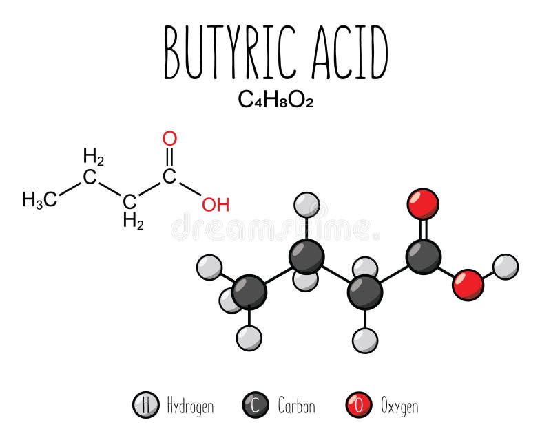 Butyric Acid Skeletal Structure and Flat Model Representation Stock ...