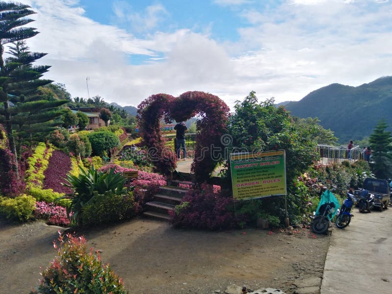 Buwakan ni alejandra stock image. Image of flower, tree - 270983125