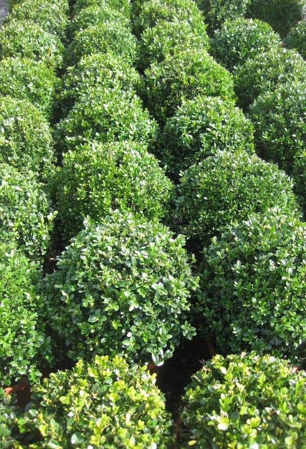 Buxus pumila stock image. Image of buxus, potted, nurseries - 24076629