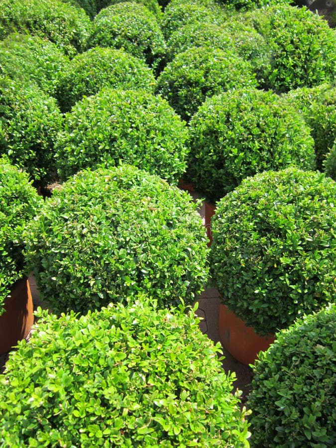 Buxus stock image. Image of gardener, park, green, plant - 27018547