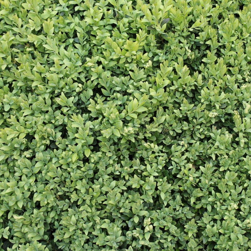 Buxus stock image. Image of botany, hortus, background - 40089851