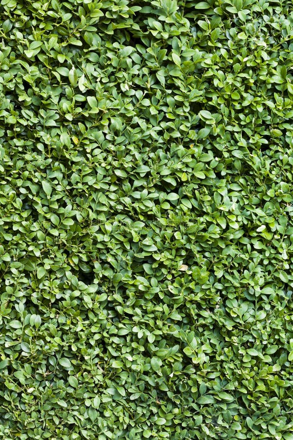 Buxus Hedge, Boxwood Background Stock Image - Image of bush, floral ...