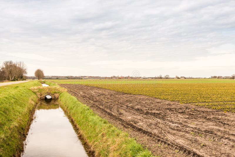 Buxus Nursery Along a Ditch Stock Photo - Image of field, farmland ...