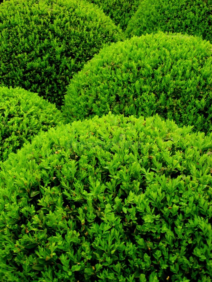 Buxus sempervirens stock image. Image of plants, spring - 4183985