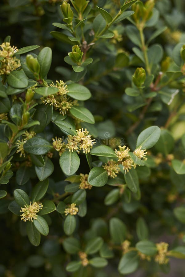 Buxus Sempervirens in Bloom Stock Image - Image of flora, garden: 182152325